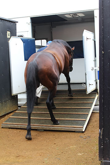 Darley stallions Dawn Approach, Epaulette, Exceed And Excel, Helmet ...